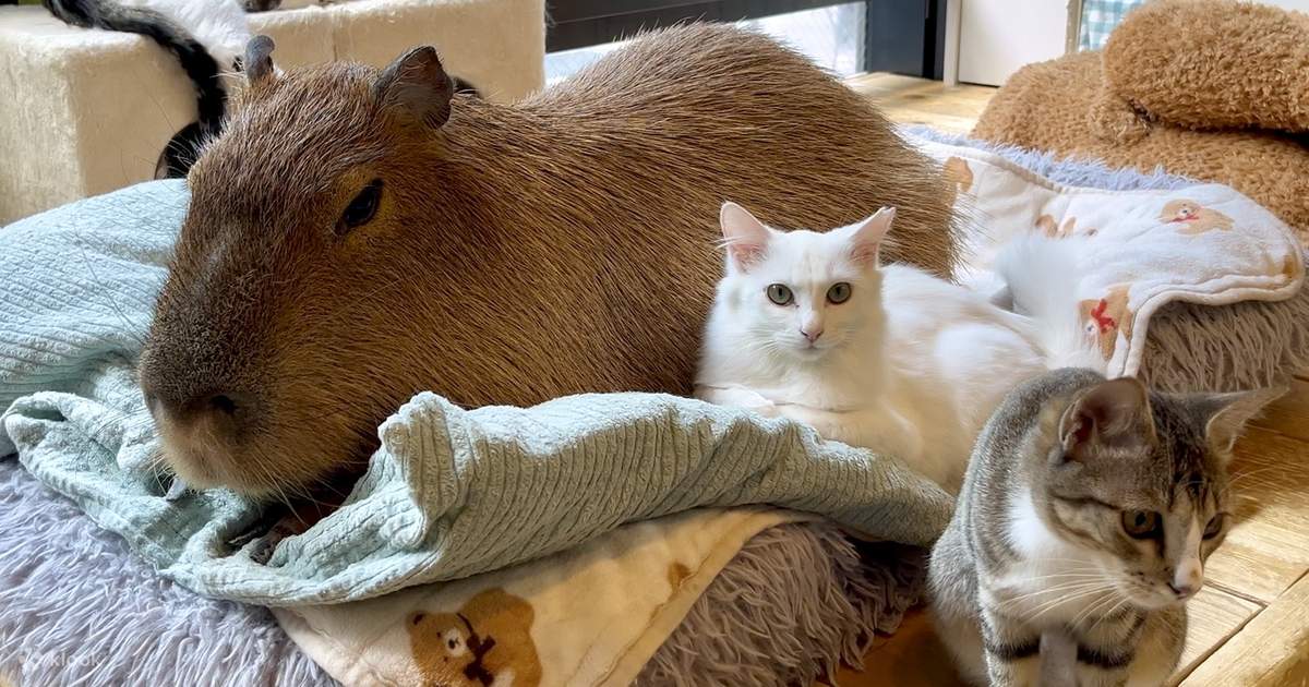 Interaction with capybaras and cats [Capyneko Cafe Kichijoji] - Klook